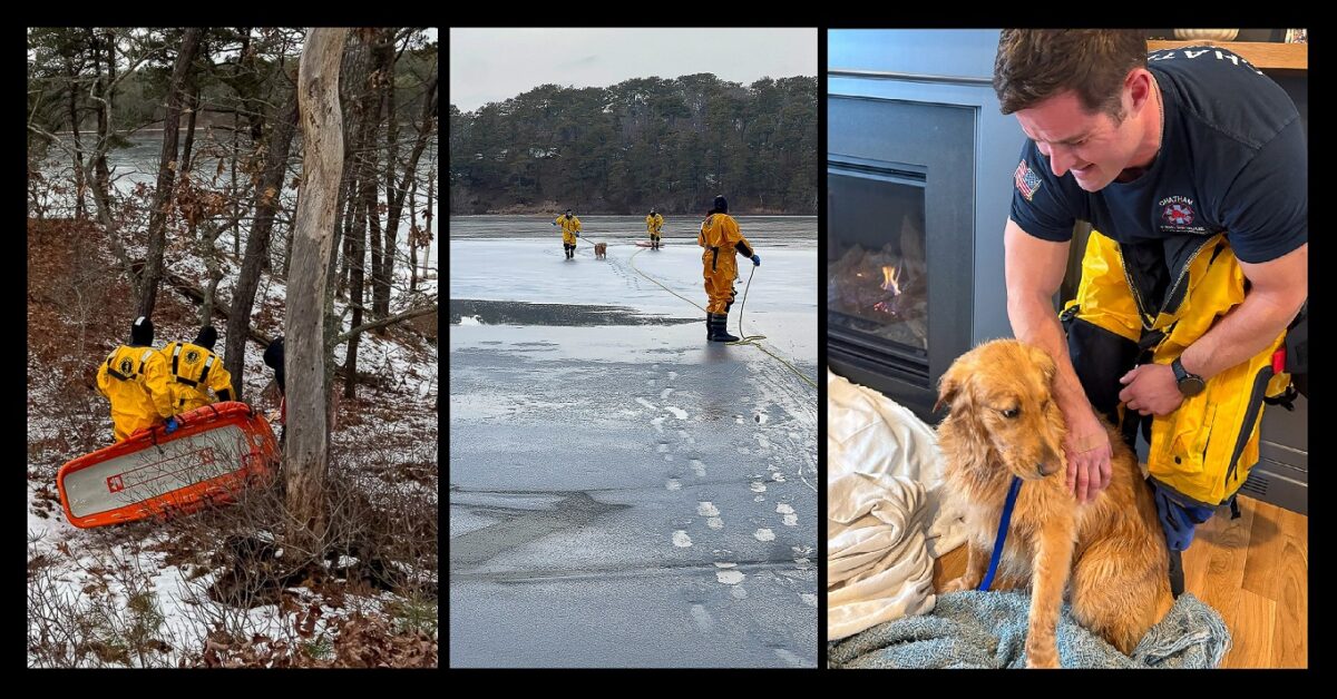Silly Goose! Golden Retriever Pulled from Perilous Ice in Swift ...